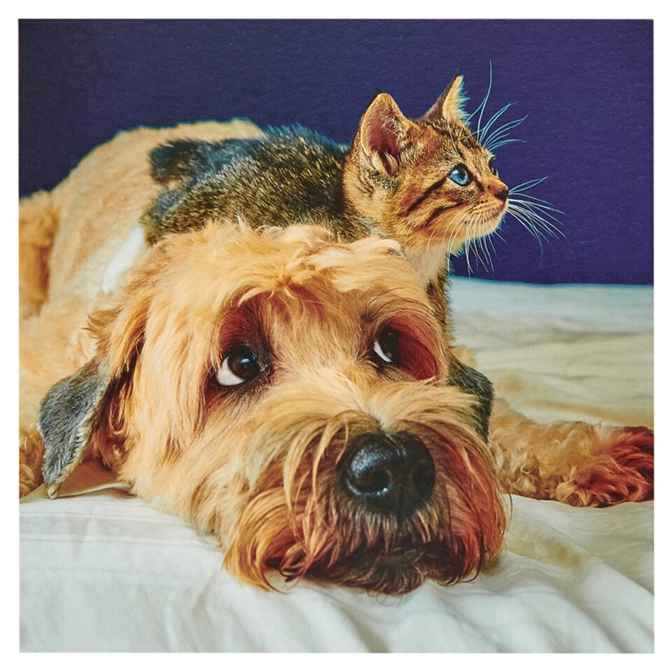 Camden Graphics Blank Card Cat And Dog - Tesco Groceries