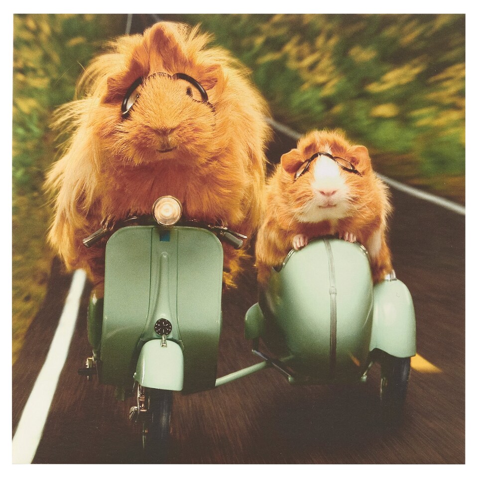 Camden Graphics Blank Card Guinea Pigs - Tesco Groceries