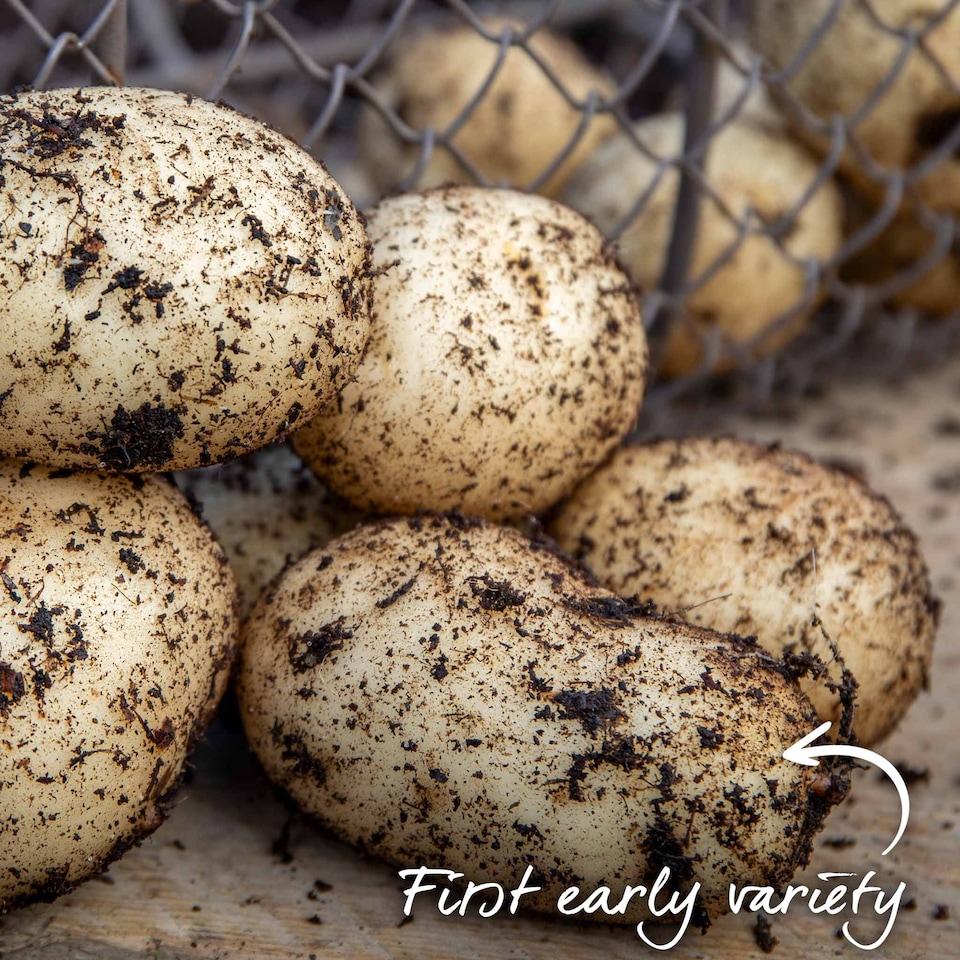 Marshalls Garden Potato 'Pentland Javelin' Christmas Harvest 1kg ...