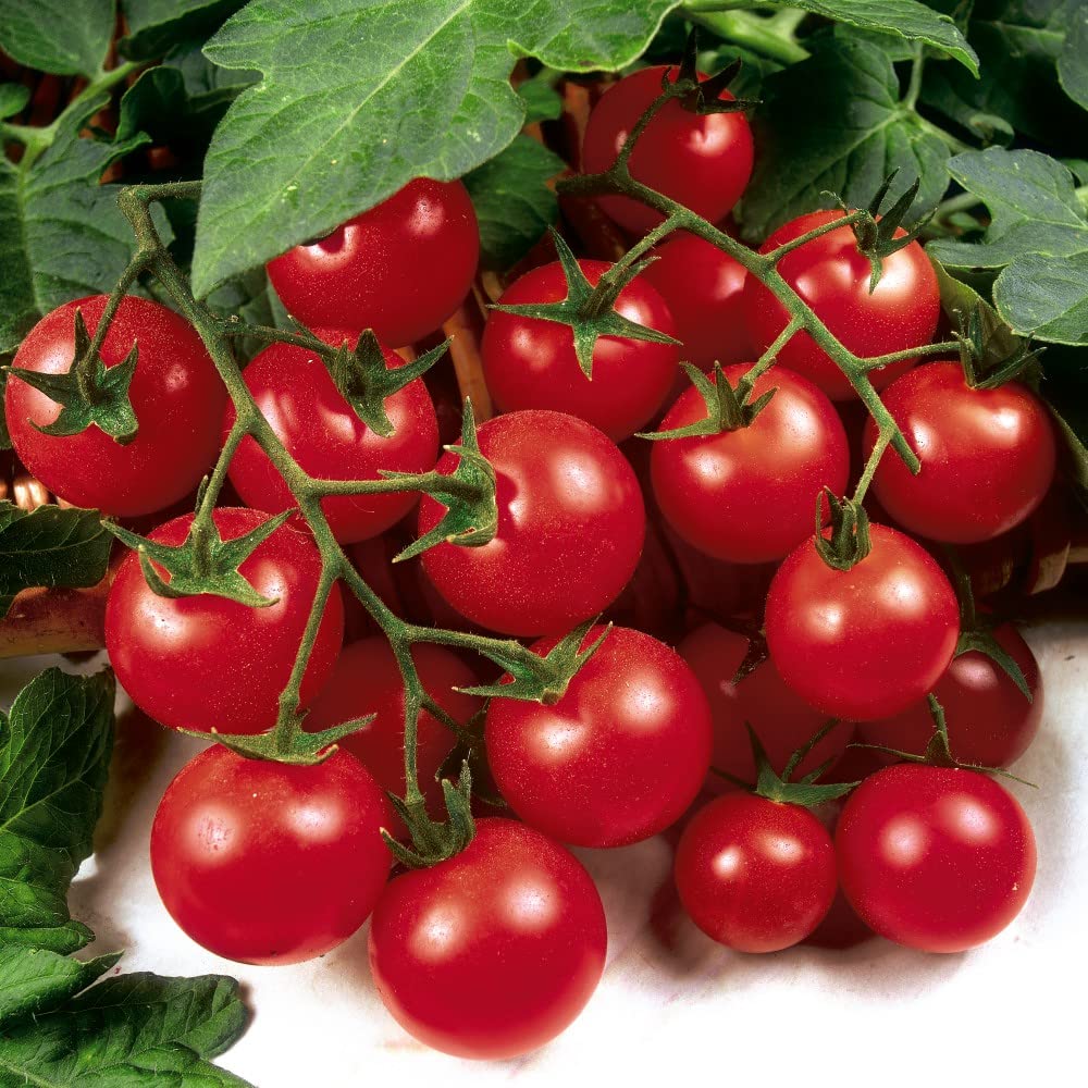 Tomato Grafted Gardeners Delight 9cm Potted Plant x 1 - Tesco Groceries