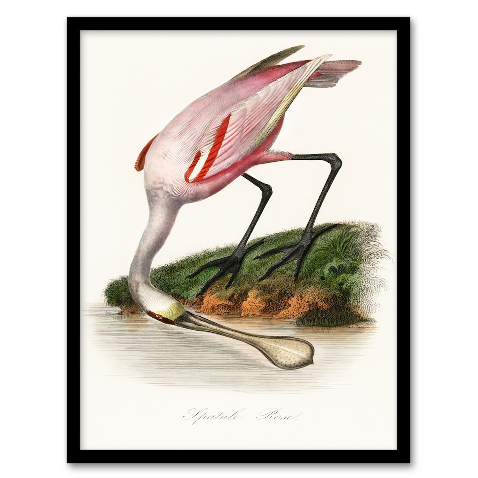 Pierre Bernard Louis Couaihac Framed Wall Art Print Roseate Spoonbill ...