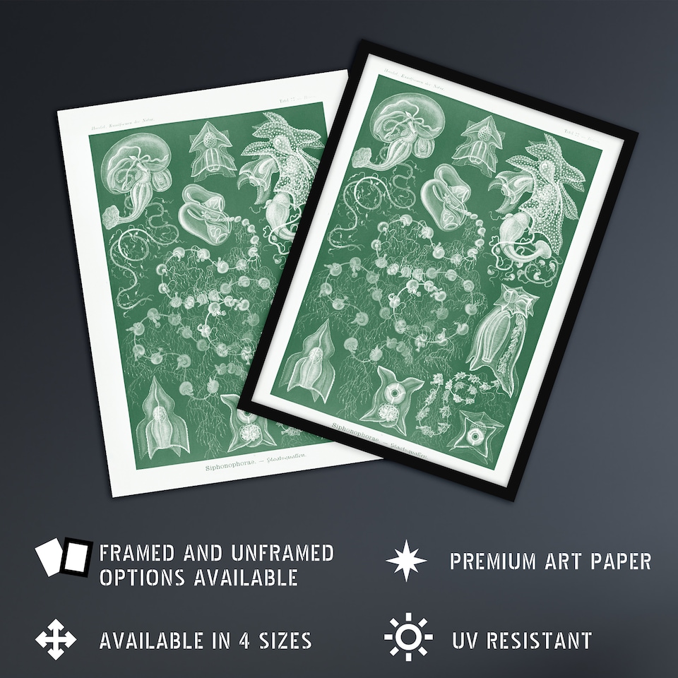 Siphonophorae Vintage Marine Haeckel Botanical Wall Art Poster Print ...