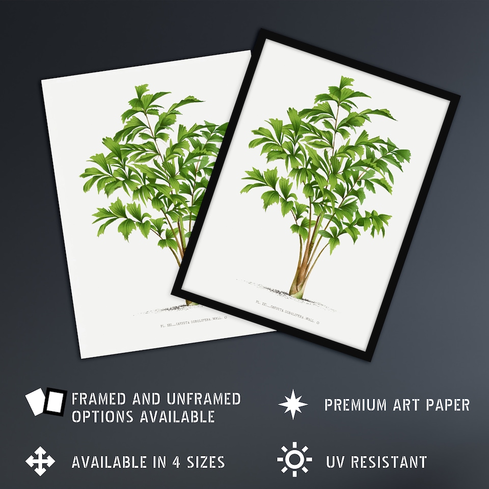 Caryota Sobolifera Palm Tree Kerchove Huge Wall Art Print 18X24 In ...