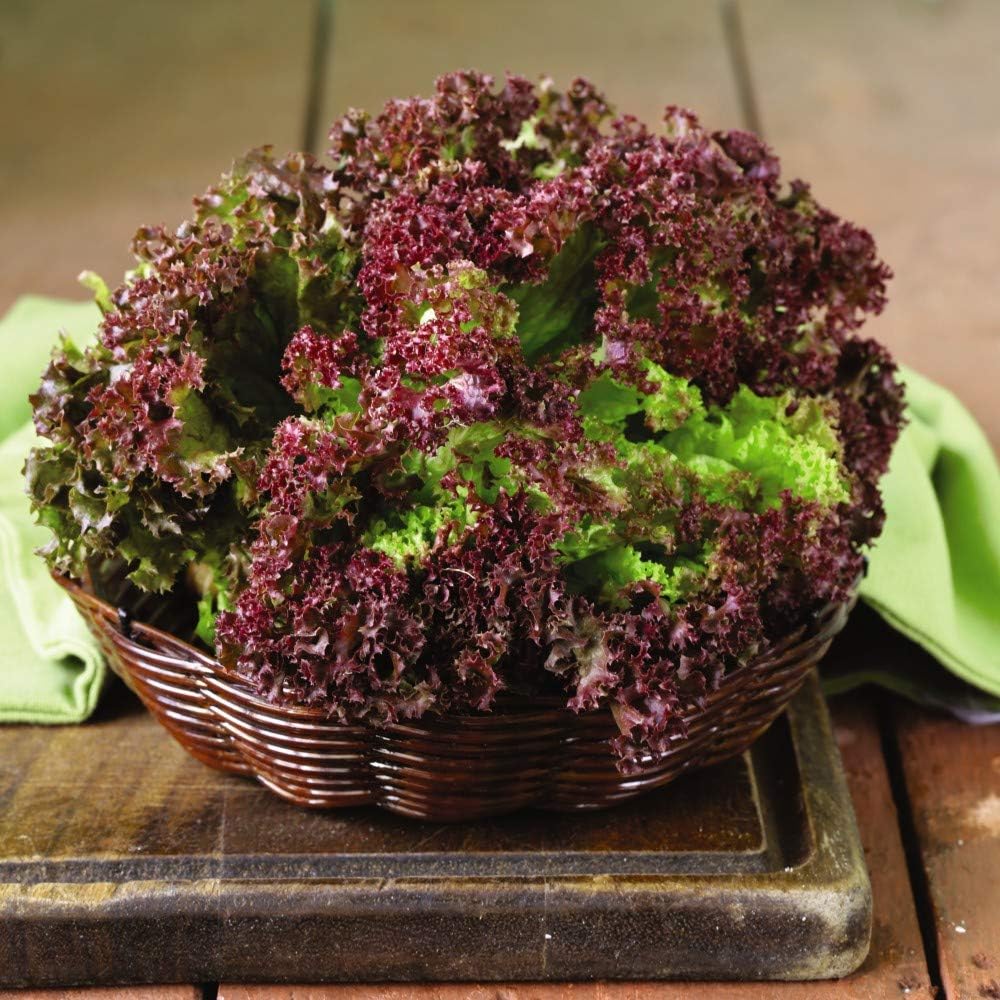 Lettuce Lollo Rossa 1 Seed Packet (500 Seeds) - Tesco Groceries