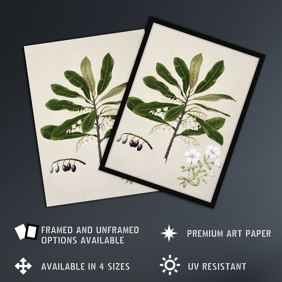 New Zealand Rauhuia and Hinau Flowers Featon Huge Wall Art Print 18X24 ...