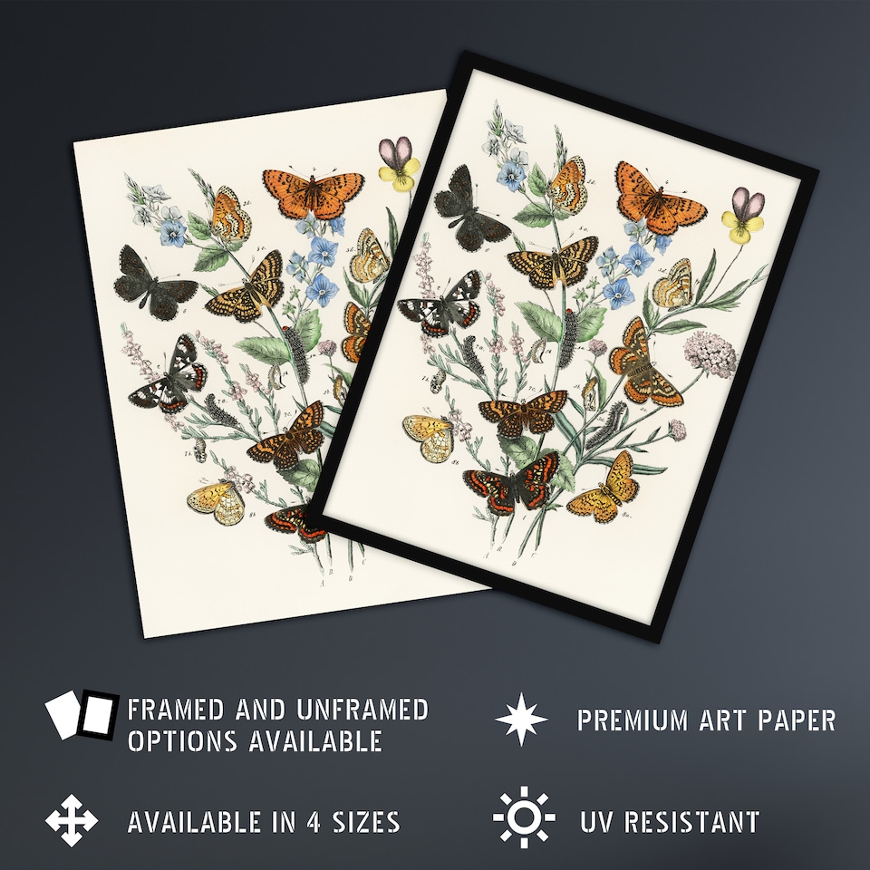 Butterflies and Caterpillars Kirby Vintage Wall Art Poster Print 12X16 ...