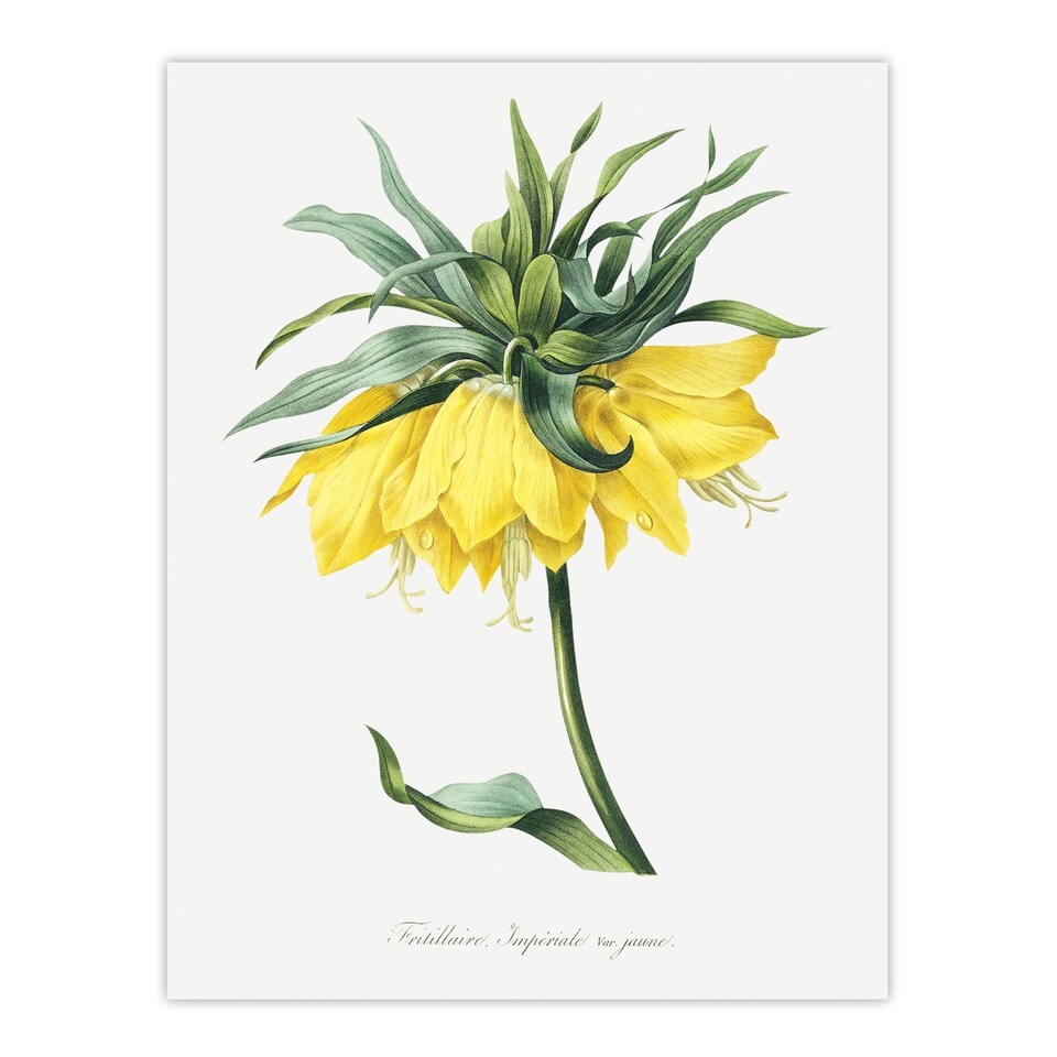 Yellow Crown Imperial Flower Redoute Vintage Wall Art Poster Print ...