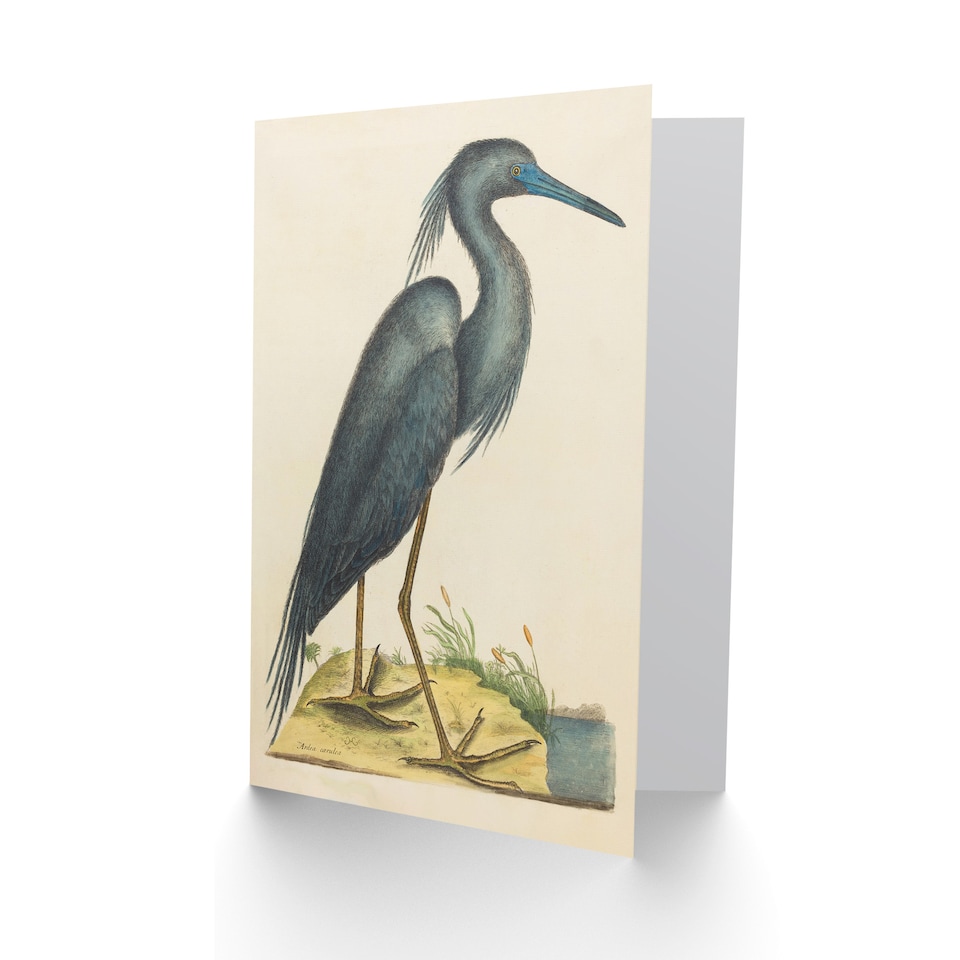 Catesby Art Card Blue Heron Natural History Illustration - Tesco Groceries