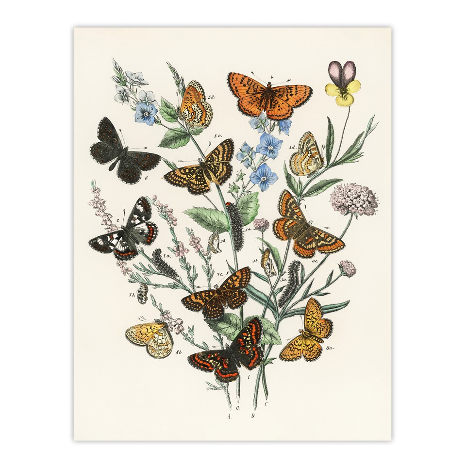 Butterflies and Caterpillars Kirby Vintage Wall Art Poster Print 12X16 ...