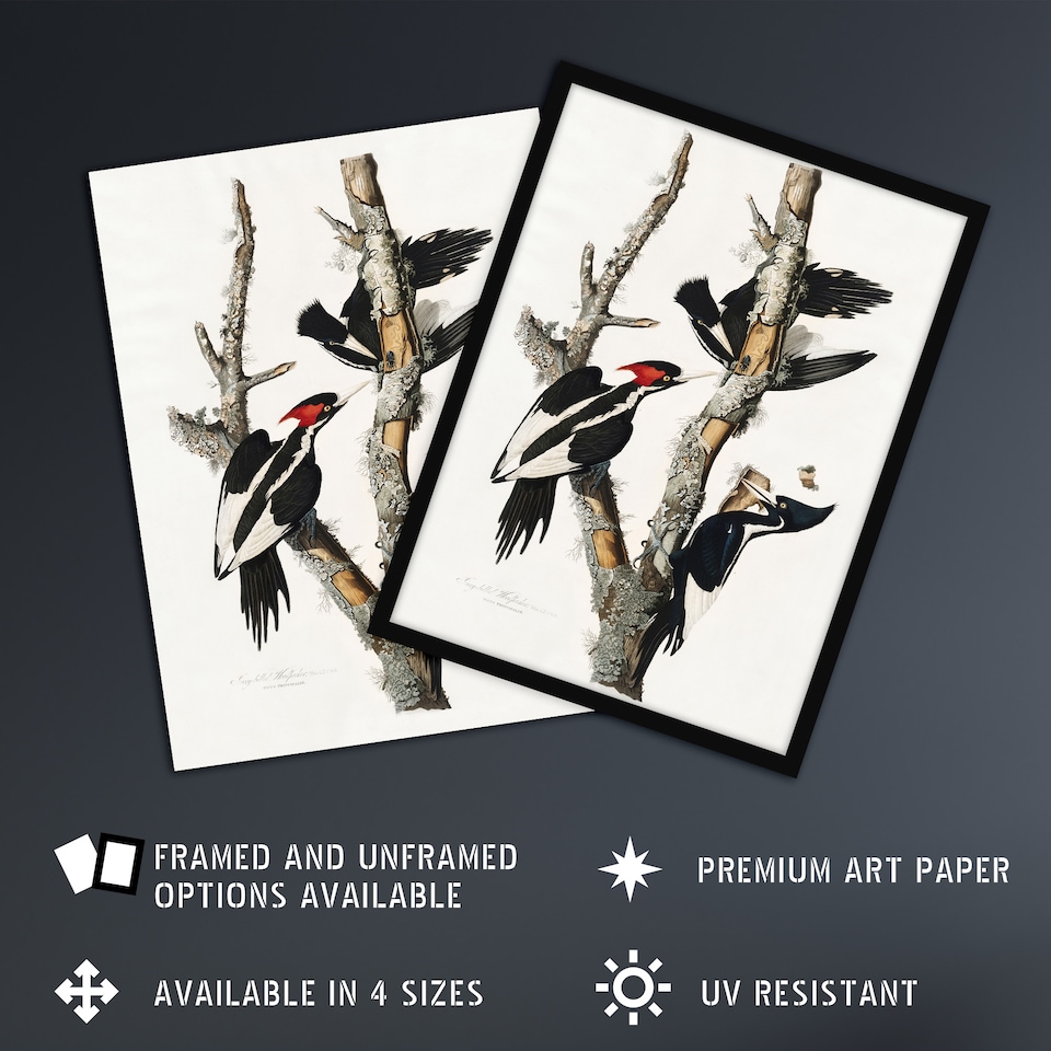 Ivory Billed Woodpecker Audubon Nature Framed Wall Art Print 12X16 ...