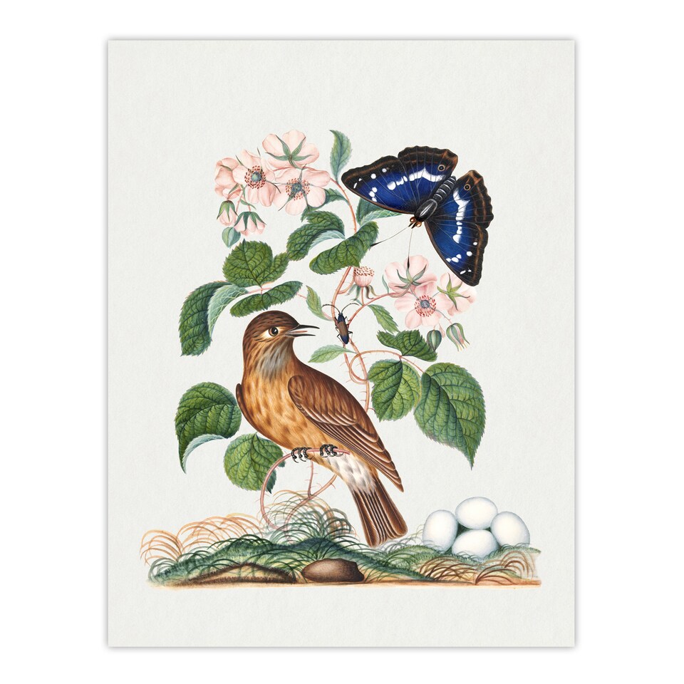 Spotted Flycatcher and Purple Emperor Bolton Wall Art Poster Print ...