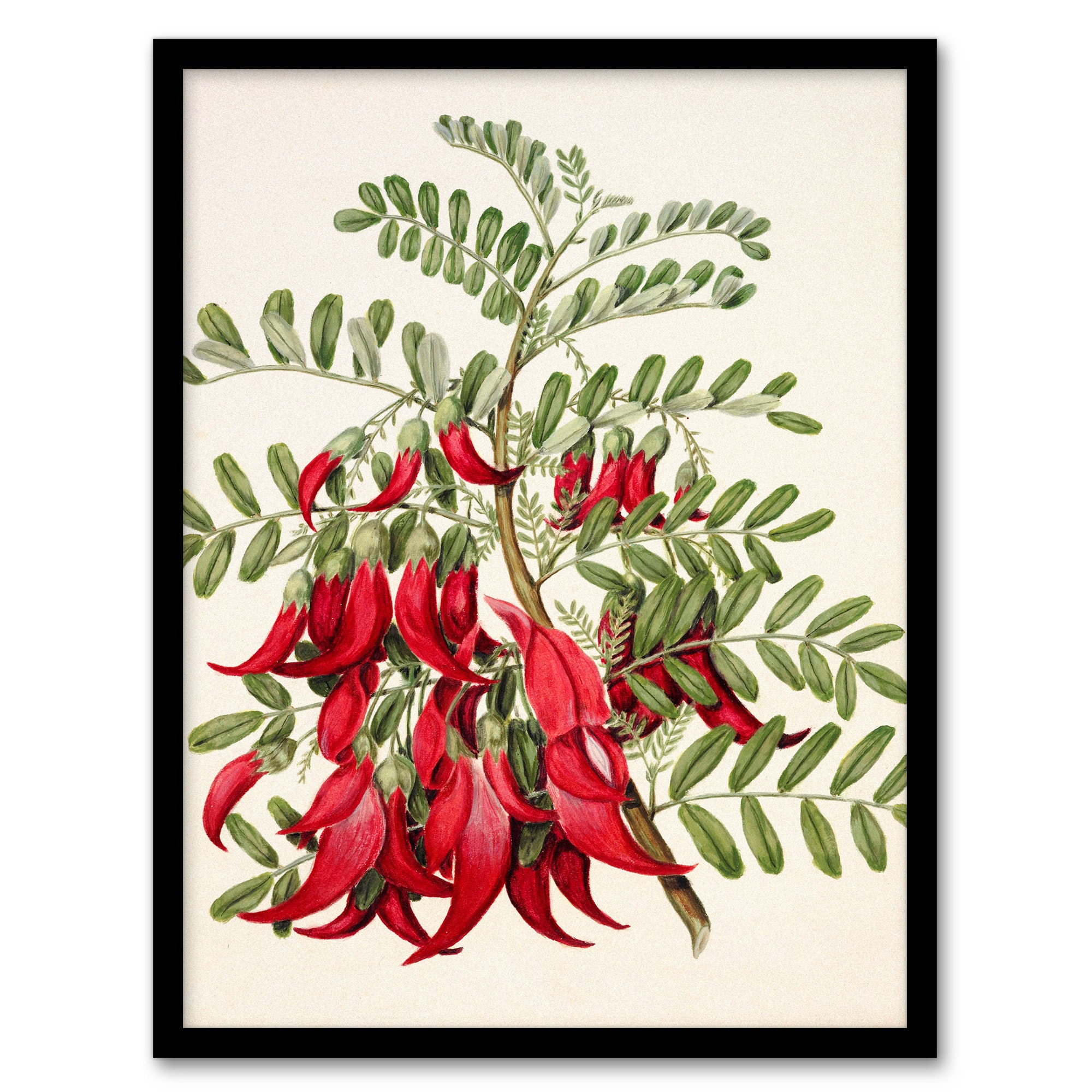 Sarah Featon Framed Wall Art New Zealand Kaka Beak Plant Flowers Home ...