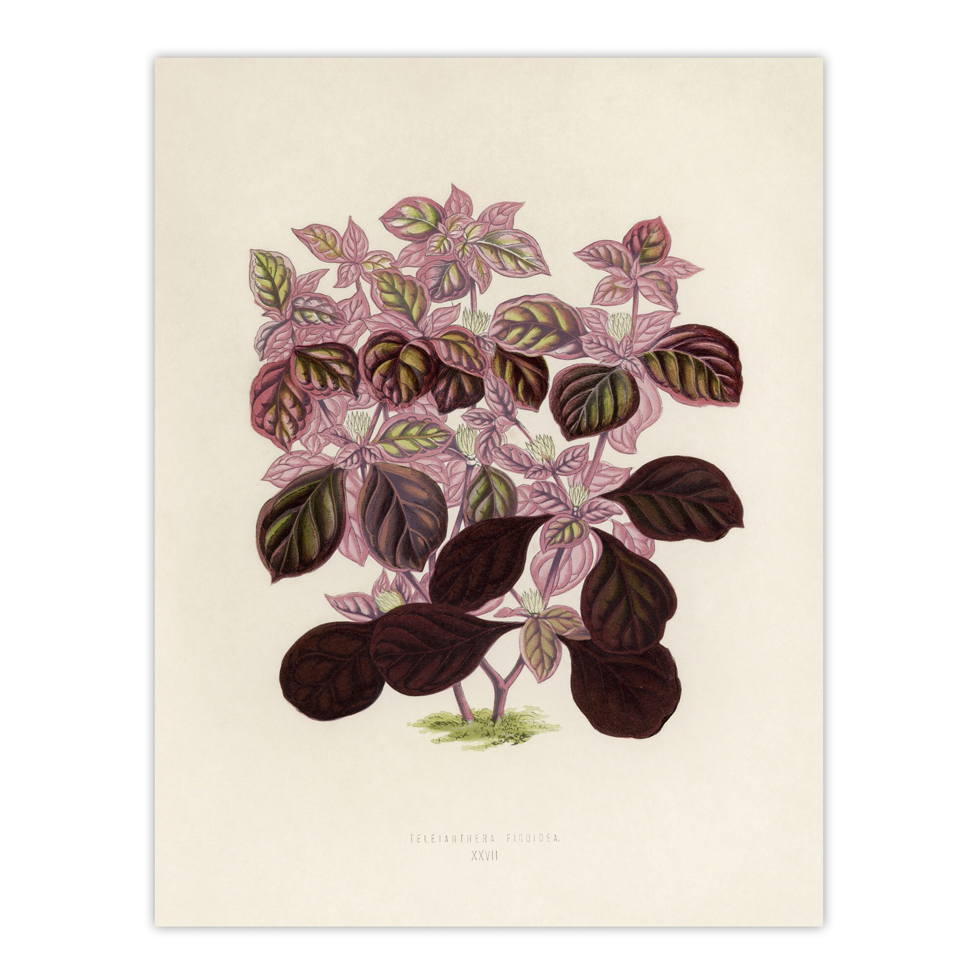 Joyweed Plant Vintage Botanical Artwork Fawcett Wall Art Poster Print ...
