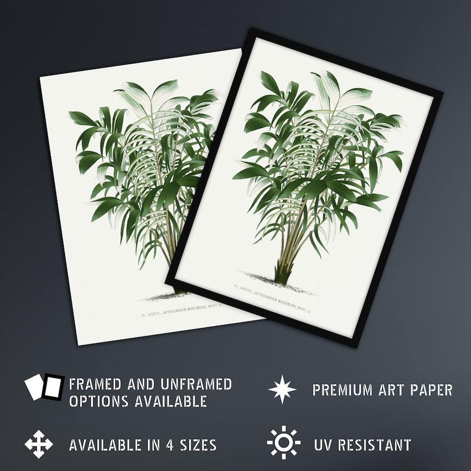 Astrocaryum Murumuru Palm Tree Kerchove Wall Art Poster Print 12X16 ...