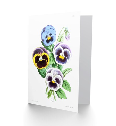 Flower Pansies Viola Greetings Card - Tesco Groceries