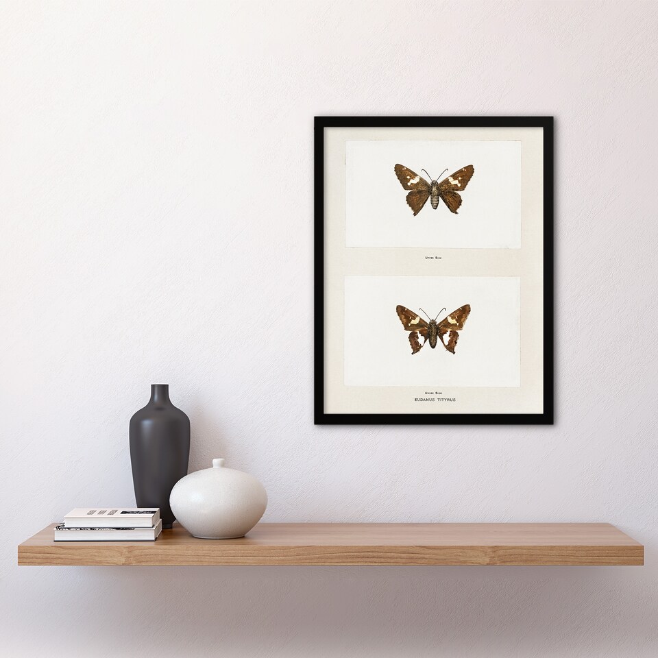 Silver Spotted Skipper Butterfly Denton Framed Wall Art Print 12X16 ...