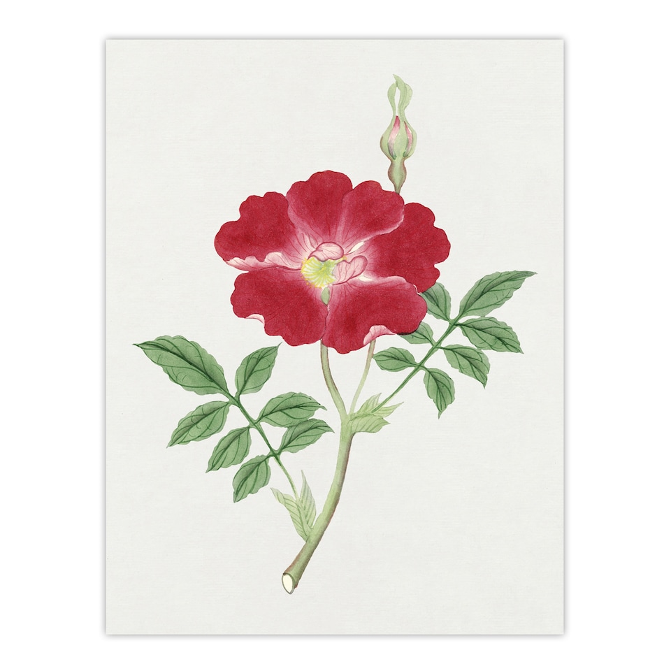 Red Flower Vintage Wall Art Print Japanese Botanical 12x16" - Tesco ...