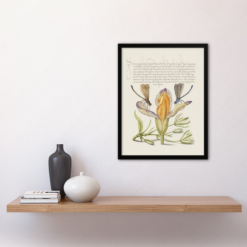 Model Book of Calligraphy Framed Wall Art Damselflies on Spanish Iris ...