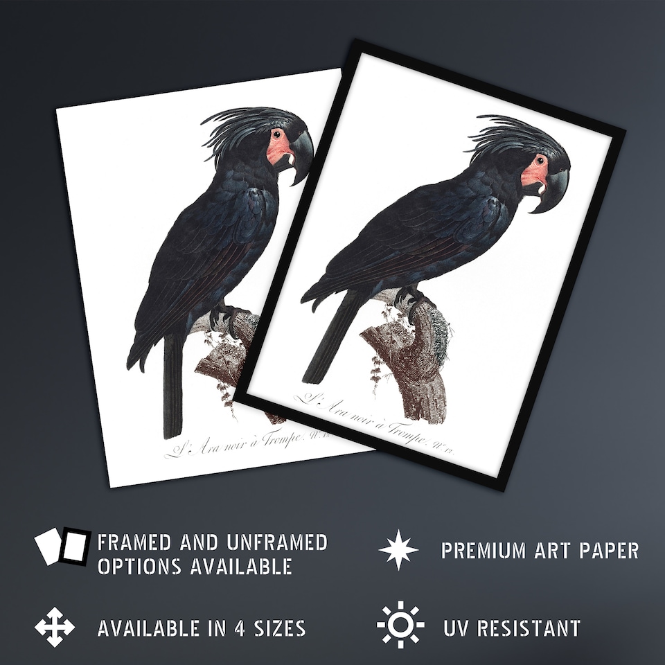 Black Palm Cockatoo Parrot Levaillant Framed Wall Art Print 12X16 ...