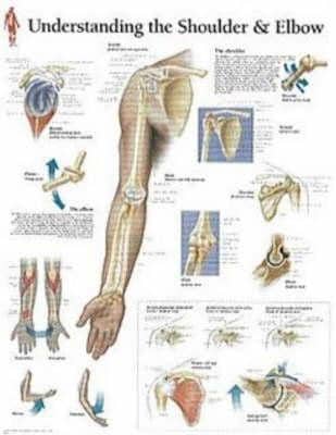 Understanding the Shoulder & Elbow Paper Poster Poster Book - Tesco ...