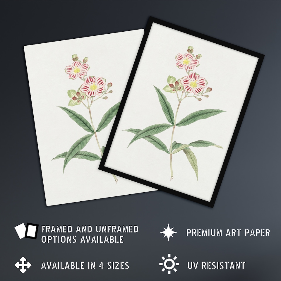 Red White Blossoms Japan Framed Wall Art Print Vintage Japanese Flower ...