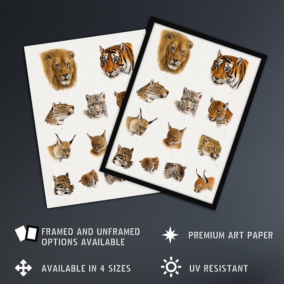 Wild Animal Safari Big Cats Illustration Lydekker Framed Wall Art Print ...