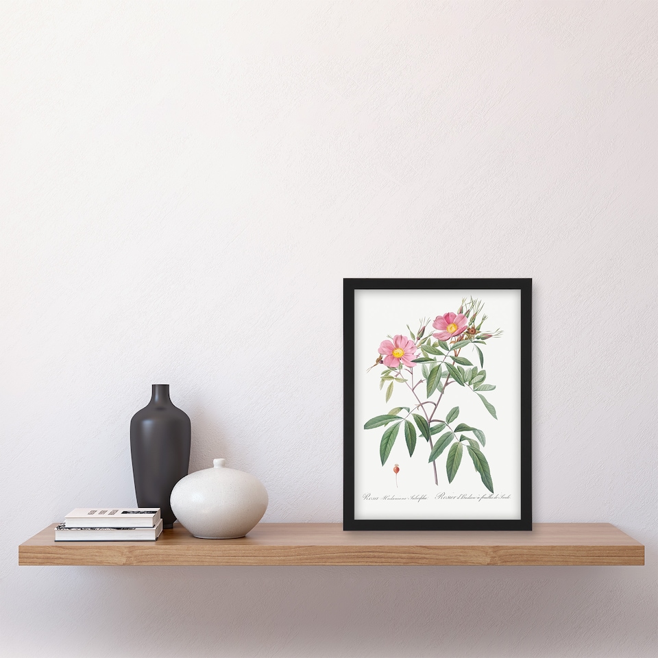 Pierre Joseph Redoute Framed Wall Art Print Hudson Swamp Rose Flowers ...