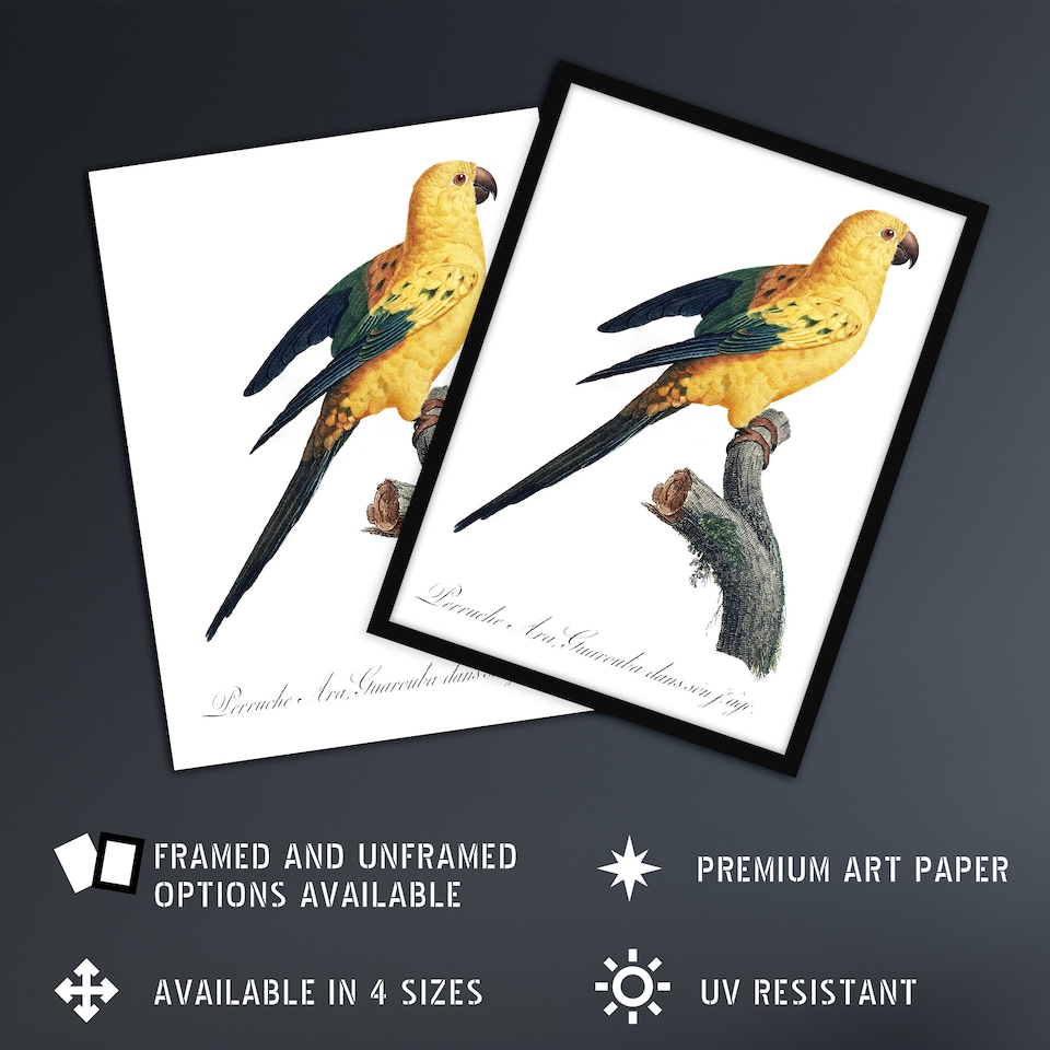 Female Sun Parakeet Bird Francois Levaillant Wall Art Poster Print ...