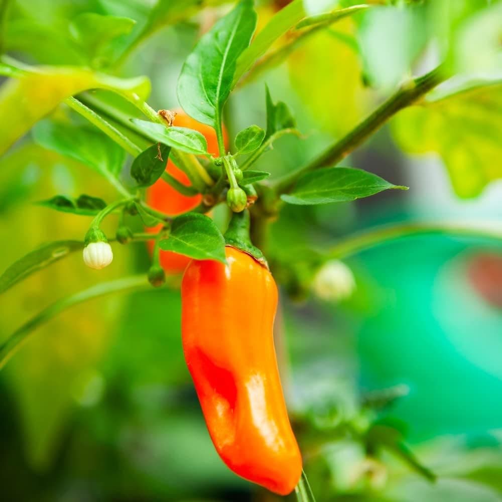 Vegetable Pepper (Chilli) Med Patio Jalapeno 9cm Pot x 1 (Peat Free ...