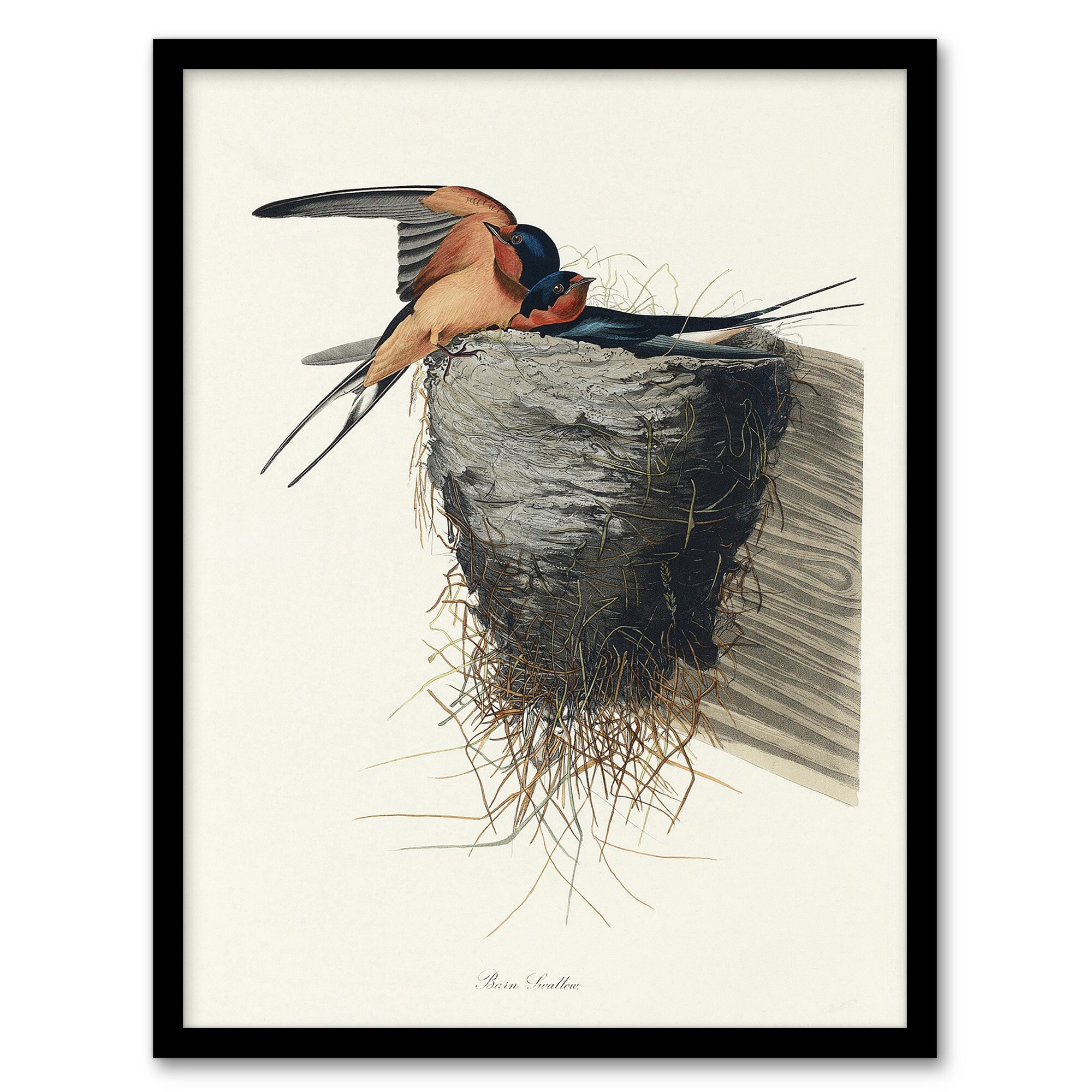 Birds of America Barn Swallow Audubon Nature Framed Wall Art Print ...