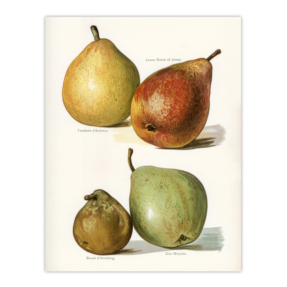 Four Pear Varieties Vintage Illustration Wright Wall Art Poster Print ...