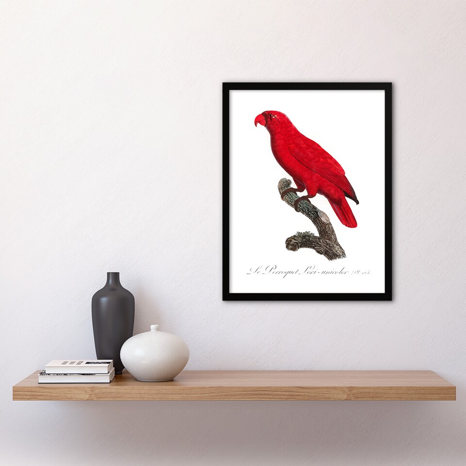 Francois Levaillant Framed Wall Art Print The Cardinal Lory Parrot Home ...