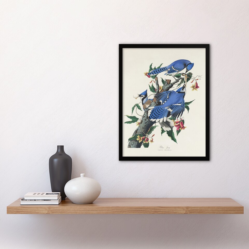 Blue Jay and Trumpet Flowers Audubon Nature Framed Wall Art Print 12X16 ...
