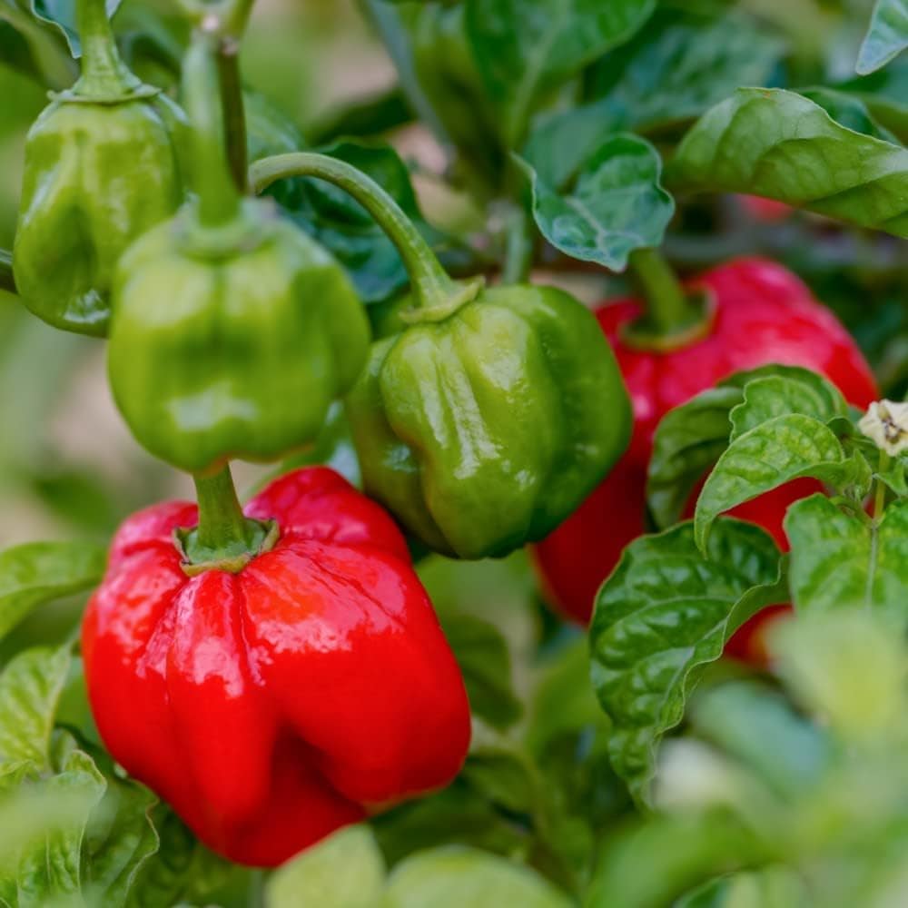 Vegetable Pepper (Chilli) Hot Patio Scotch Bonnet Red 9cm Pot x 1 (Peat ...