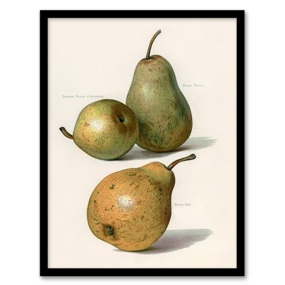 John Wright Framed Wall Art Vintage Illustration of Pear Varieties Home ...