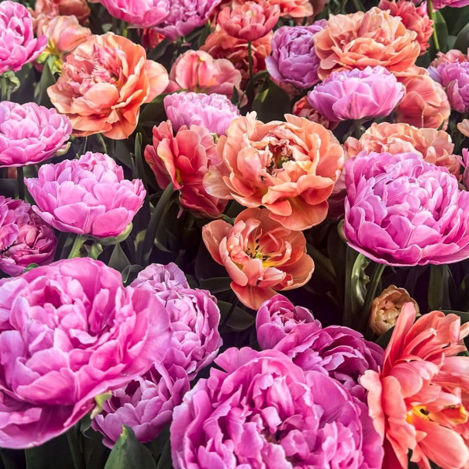 Tulip Sensational Sorbet Collection 16x Bulbs - Mixed Pink & Coral ...