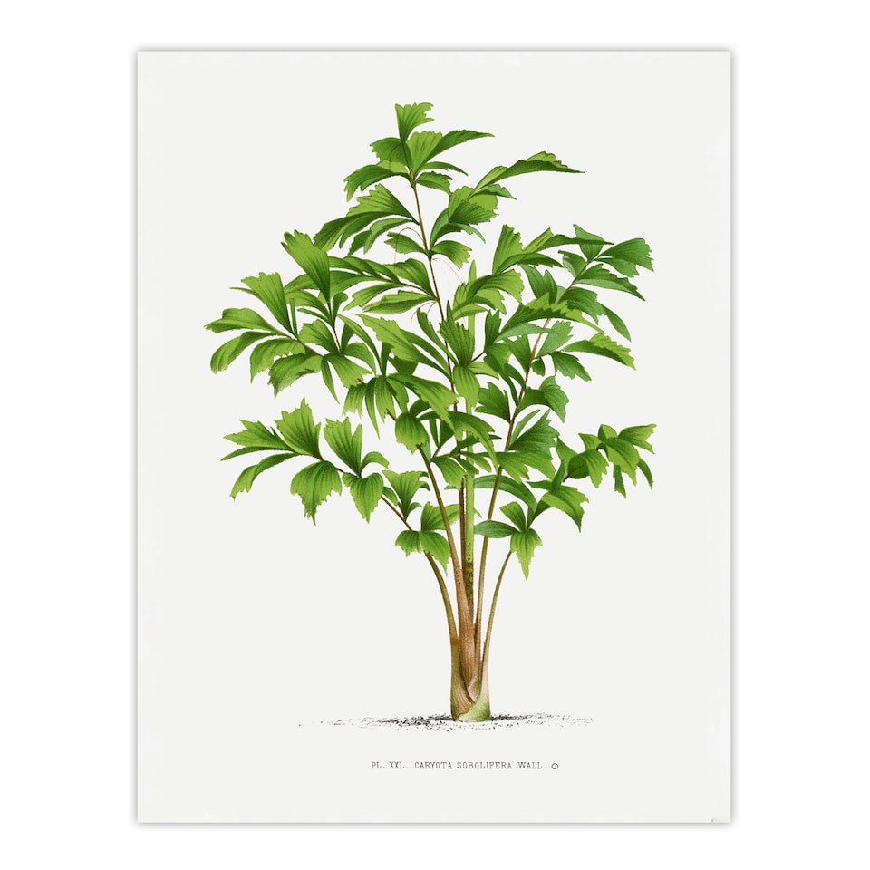 Caryota Sobolifera Palm Tree Kerchove Huge Wall Art Print 18X24 In ...
