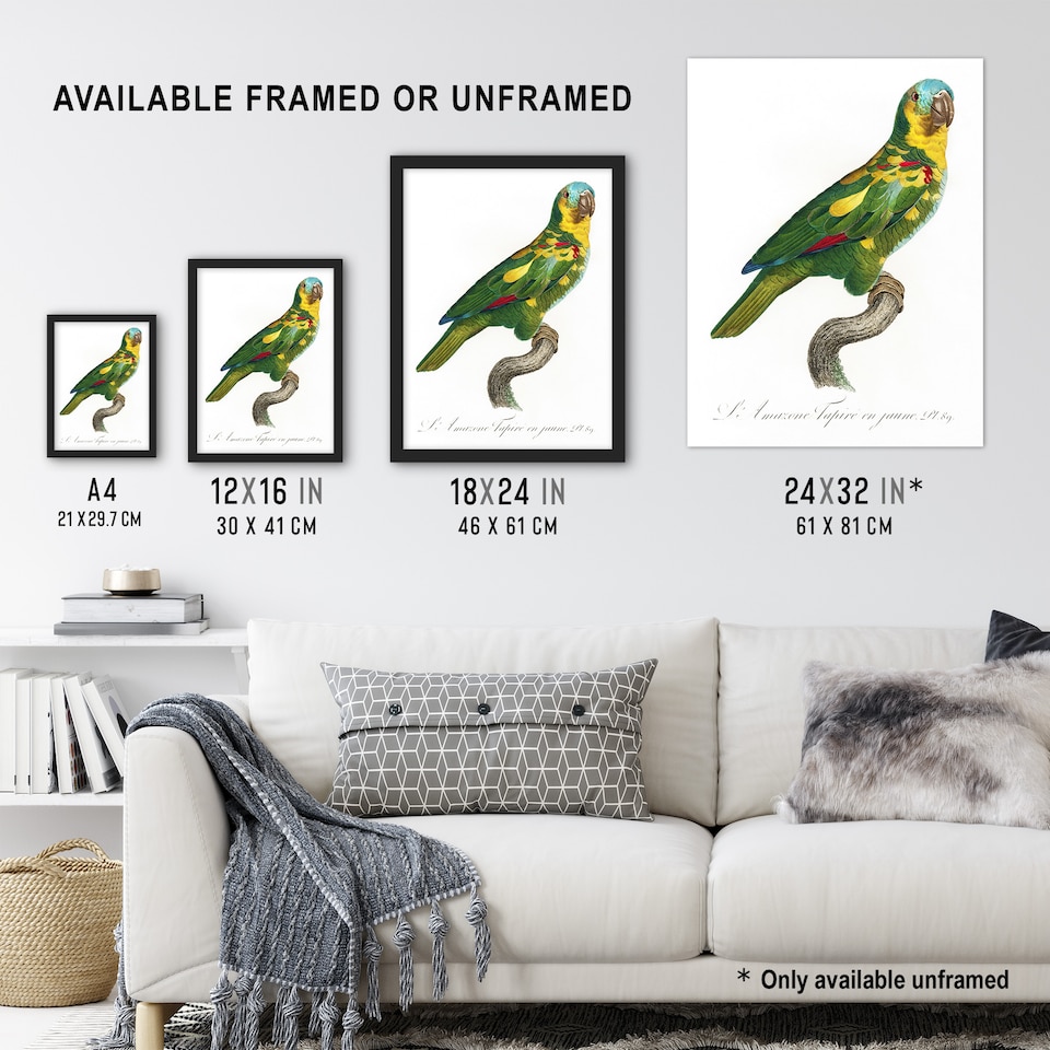 The Turquoise Fronted Amazon Parrot Levaillant Huge Wall Art Poster ...
