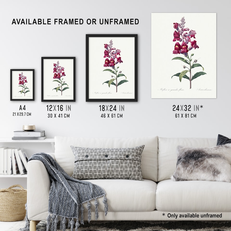 Antirrhinum Dragon Flowers Redoute Vintage Wall Art Poster Print 12X16 ...