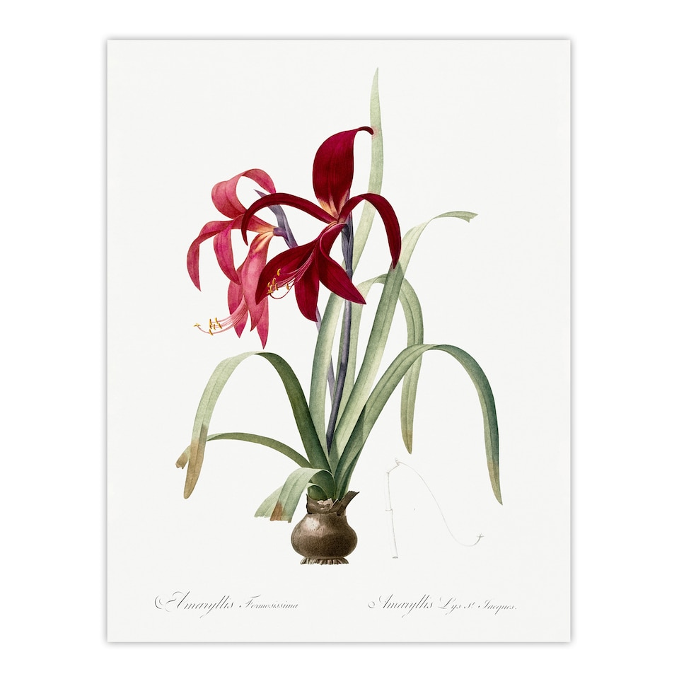 Aztec Lily Botanical Redoute Vintage Huge Wall Art Poster Print 24X32 ...