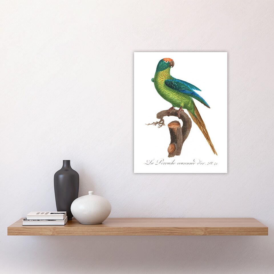 The Peach Fronted Parakeet Levaillant Wall Art Poster Print 12X16 ...