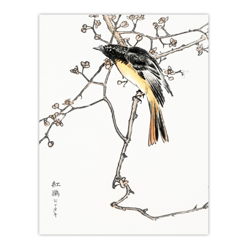 Numata Kashu Framed Wall Art Print Siberian Blue Tail Bird Japanese ...