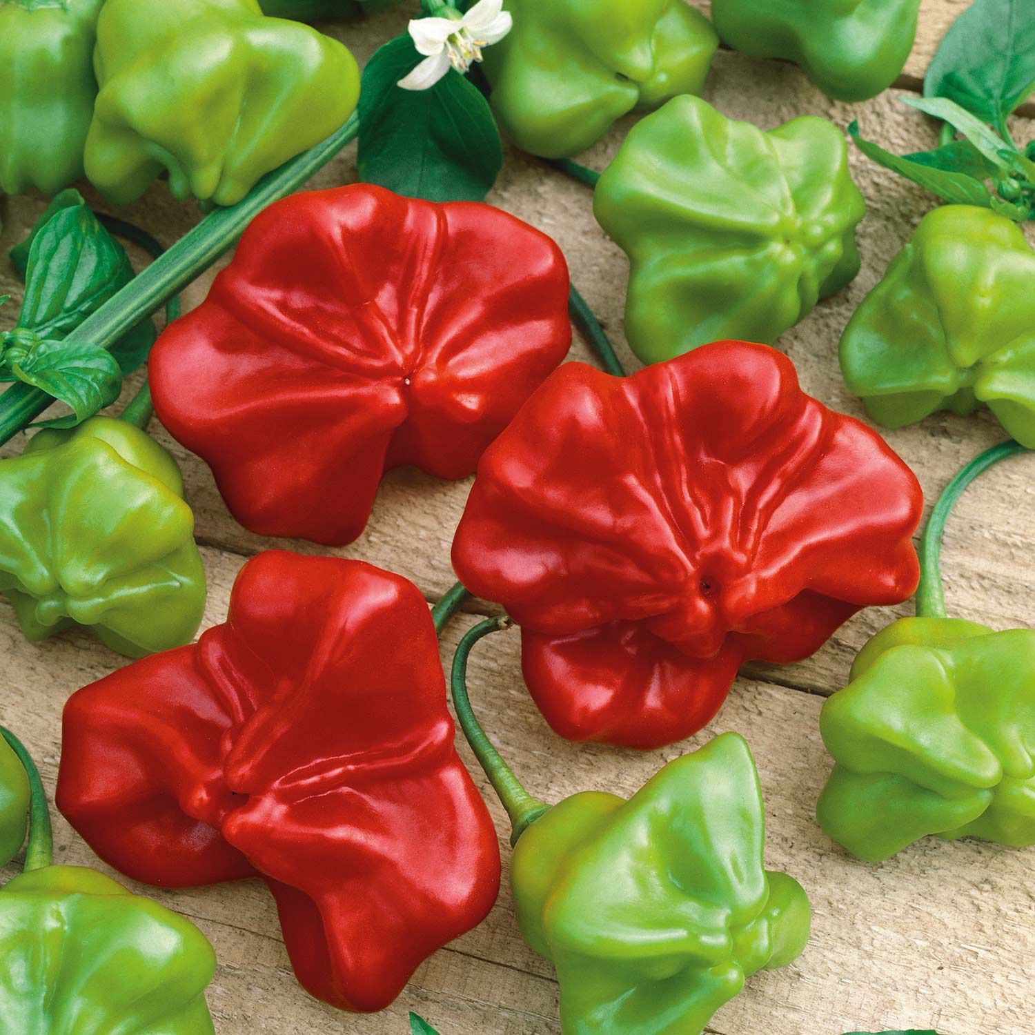 Marshalls Garden Bishops Crown Chilli Pepper Seeds | Multi | Green, Red ...