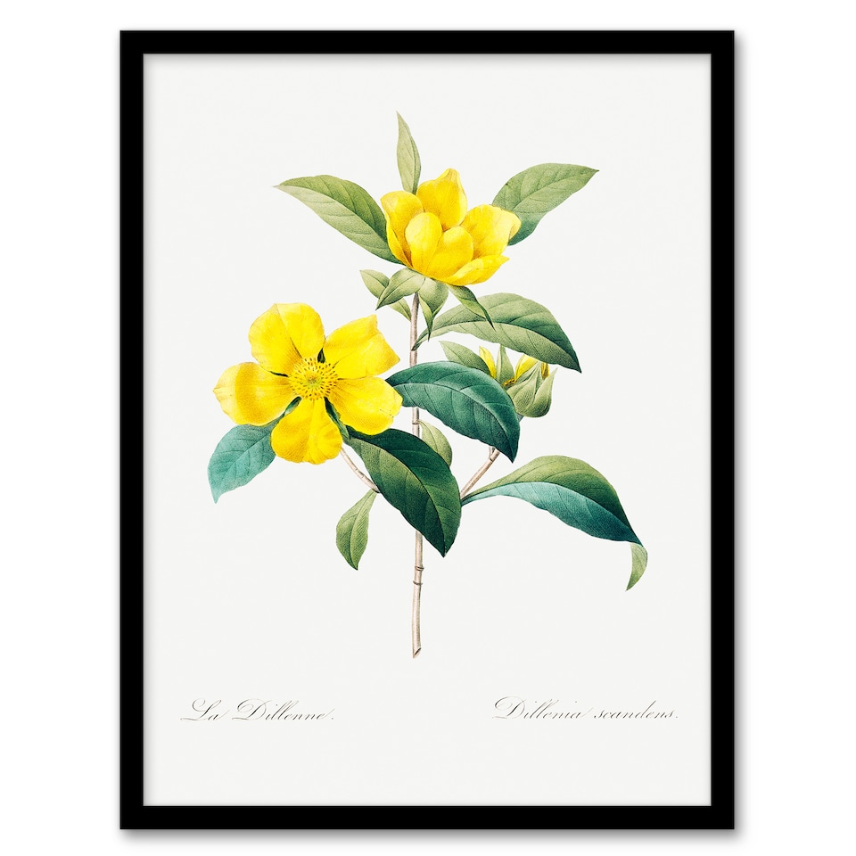 Pierre Joseph Redoute Framed Wall Art Golden Guinea Vine Flowers Home ...