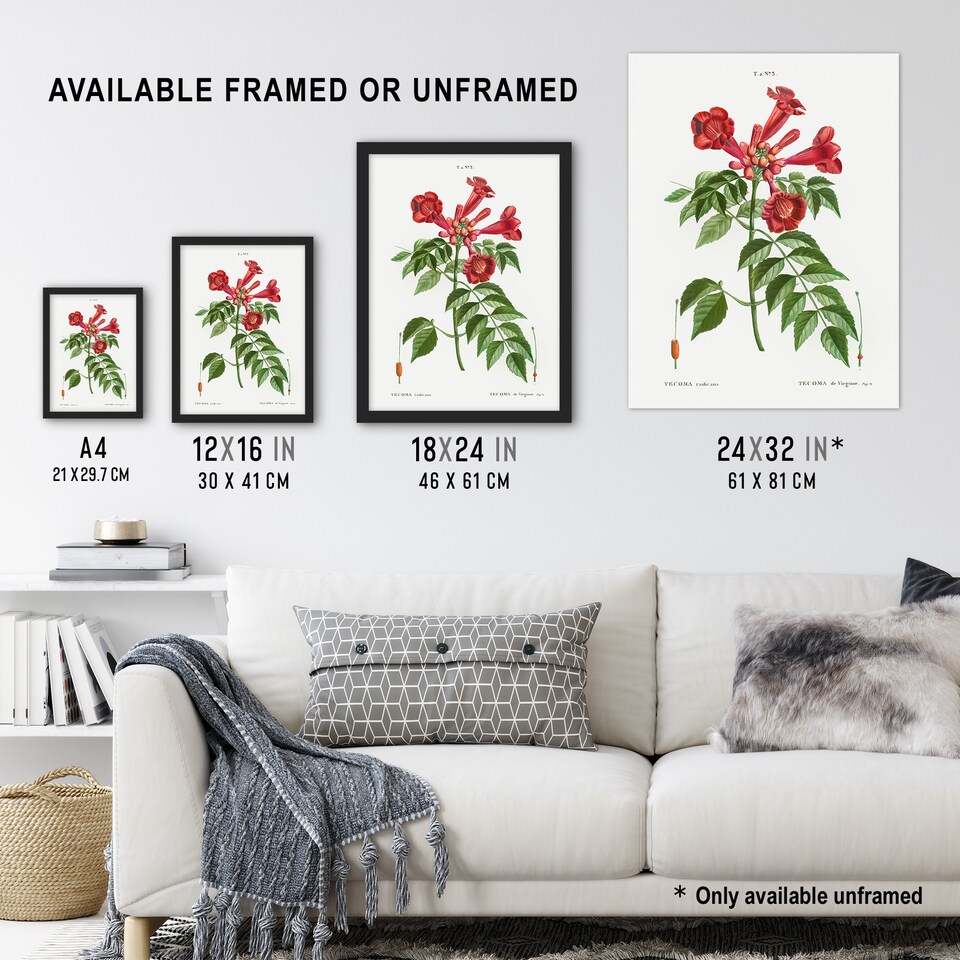 Trumpet Vine Flowers Redoute Vintage Framed Wall Art Print 12X16 ...