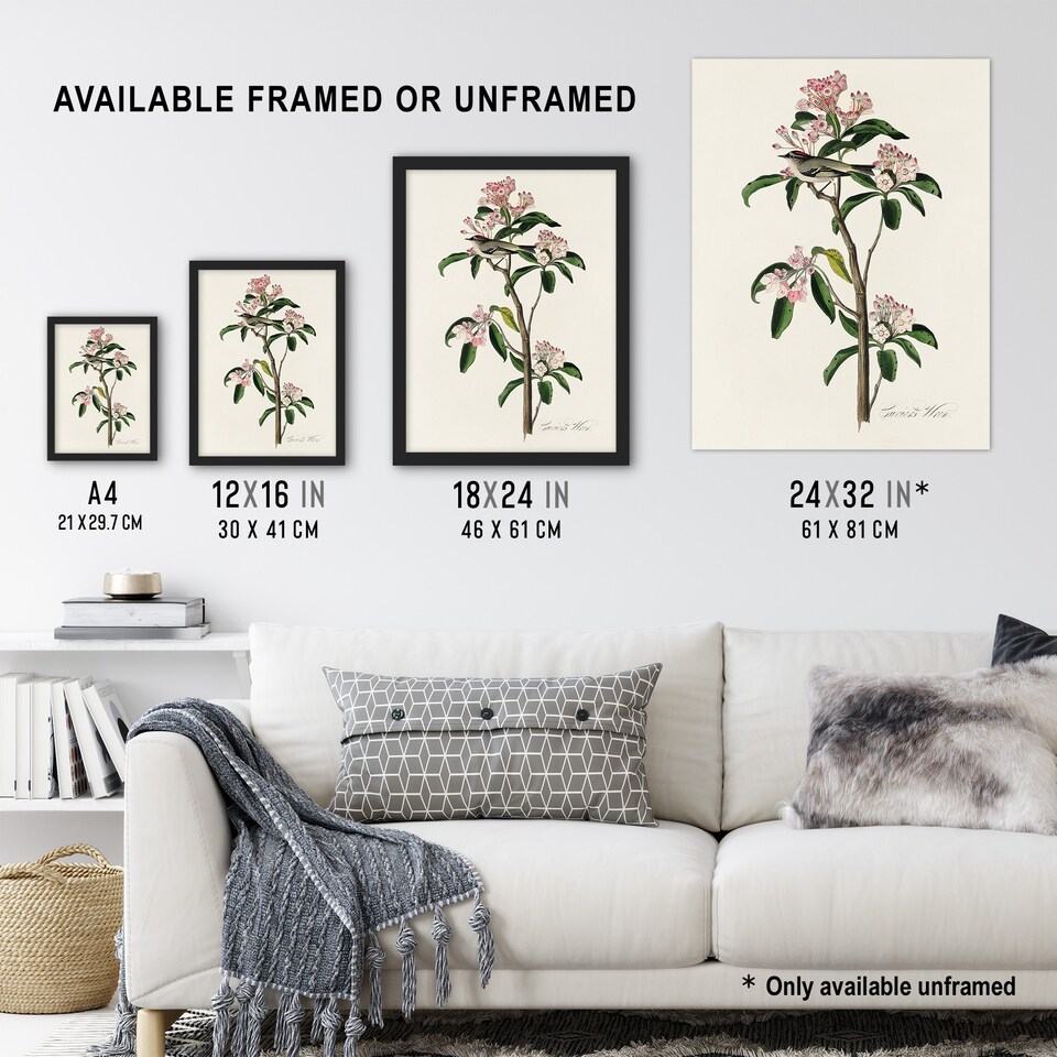 Cuviers Kinglet Bird and Mountain Laurel Audubon Wall Art Poster Print ...