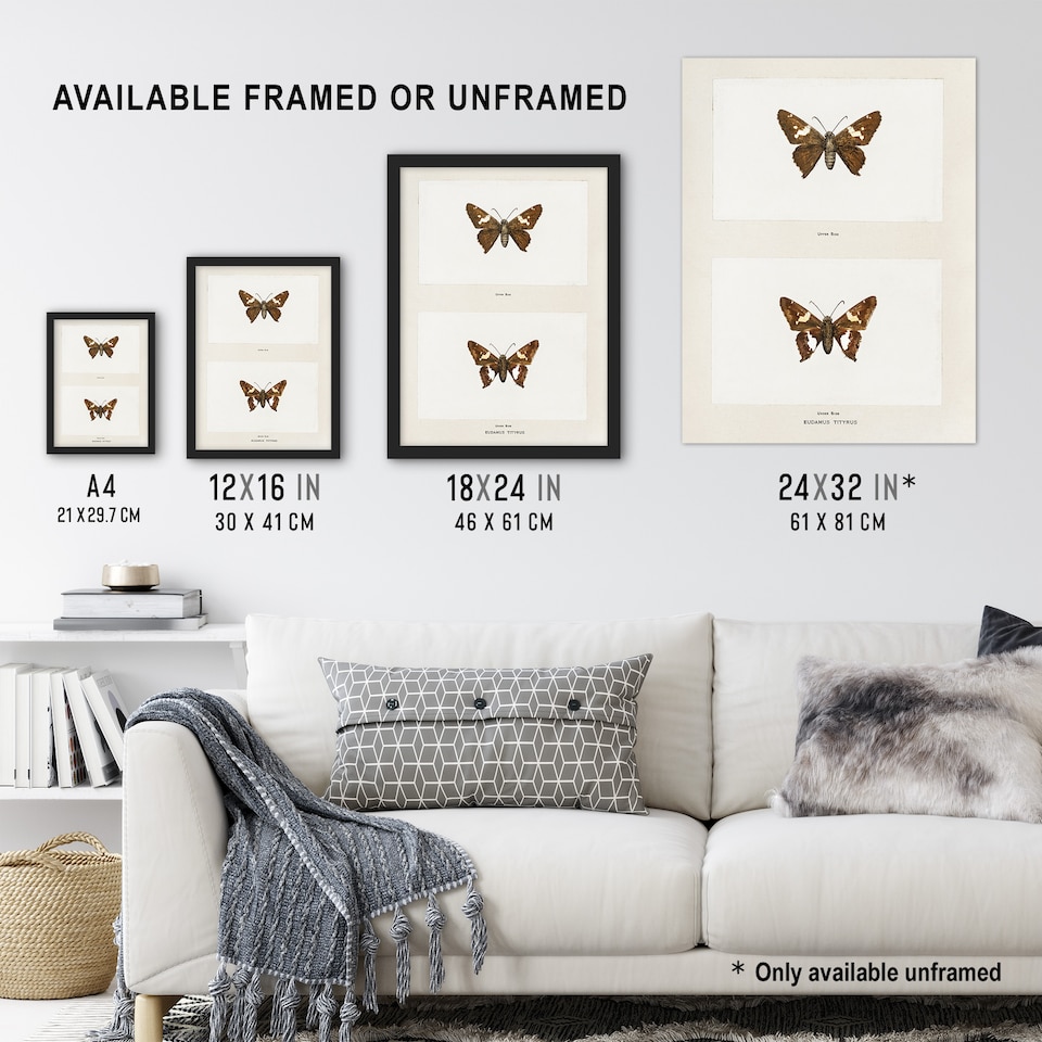 Silver Spotted Skipper Butterfly Denton Framed Wall Art Print 12X16 ...