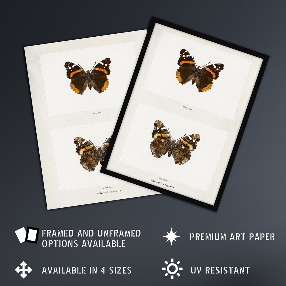 Red Admiral Butterfly Vintage Illustration Denton Wall Art Poster Print ...