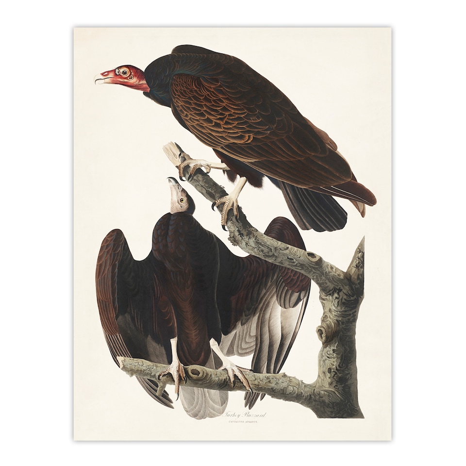 John James Audubon Framed Wall Art Print Turkey Buzzard Vulture Home ...