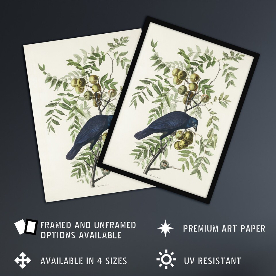 American Crow on Walnut Tree Audubon Nature Wall Art Poster Print 12X16 ...